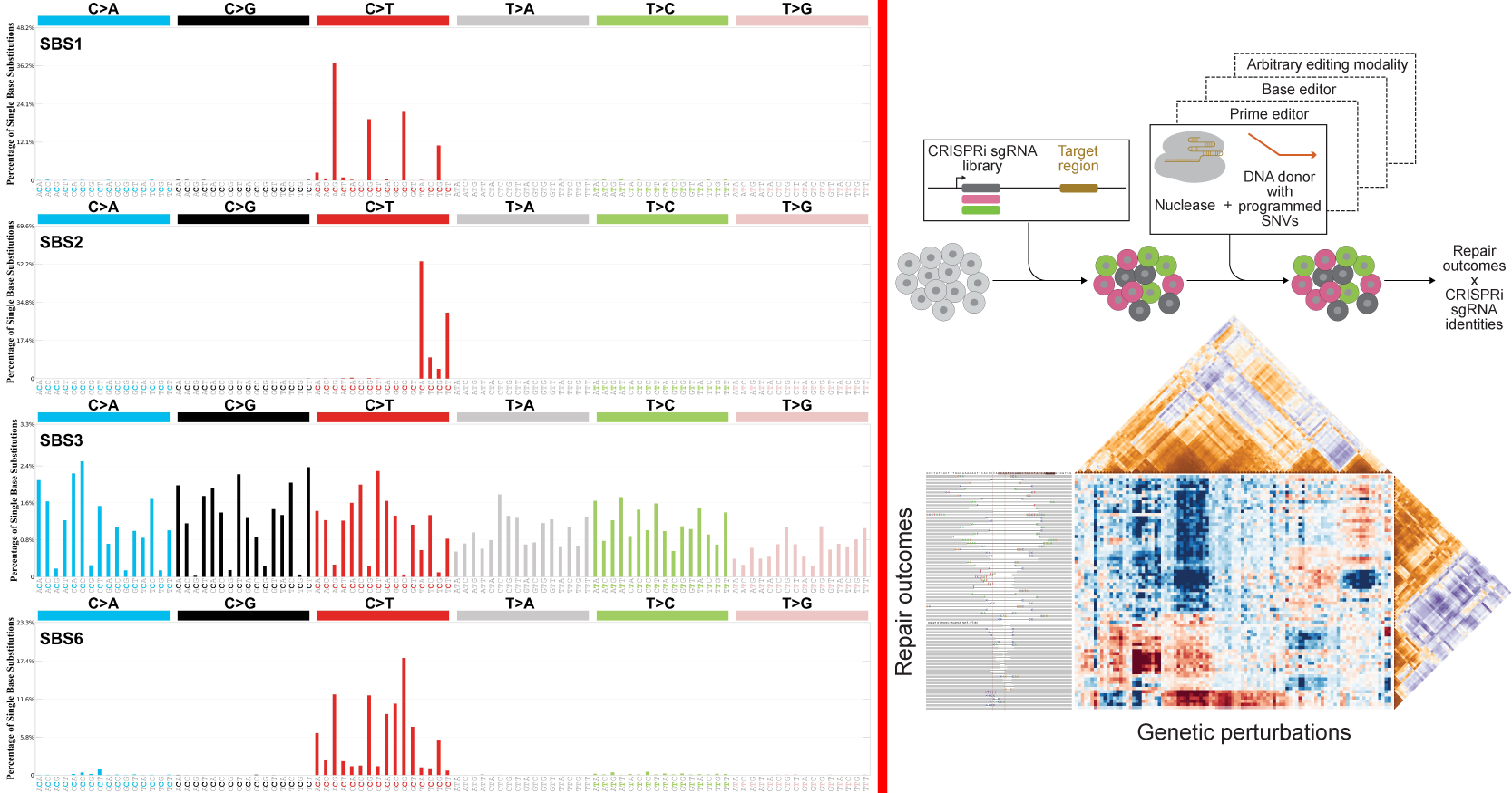 Somatic Mutations in Bats | The Vazquez Lab